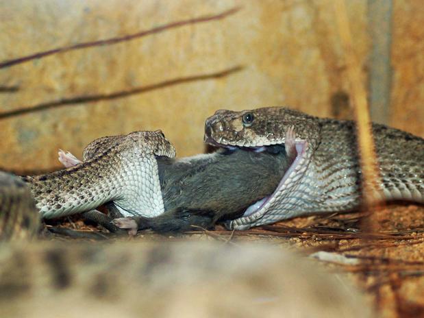 Mundo animal: cobras disputam rato