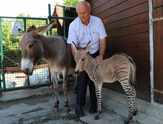 Cruzamento entre uma zebra e um jegue nasce filhote raro