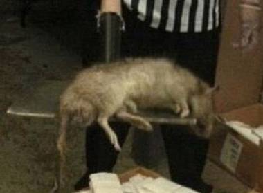 Rato gigante aparece morto em loja