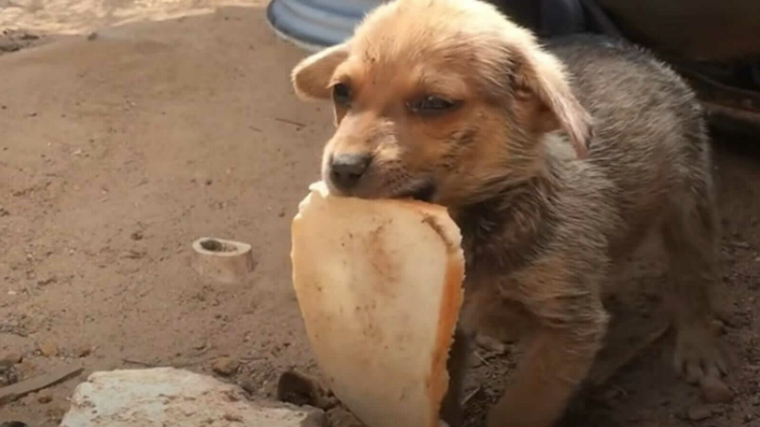 Cachorro abandonado oferece sua fatia de pão aos socorristas; veja fotos Cachorro abandonado oferece sua fatia de pão aos socorristas; veja fotos