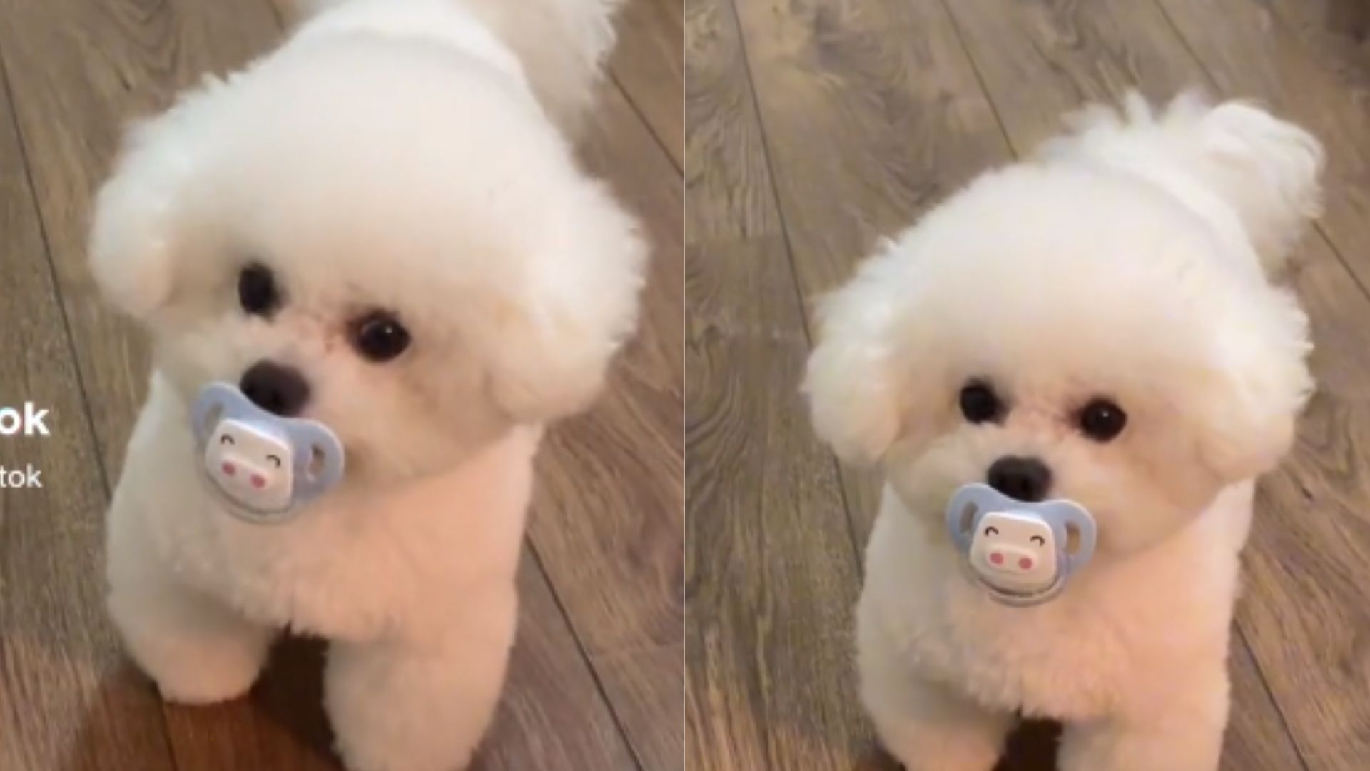 Adorável! Doguinho aparece de chupeta e derrete web; assista