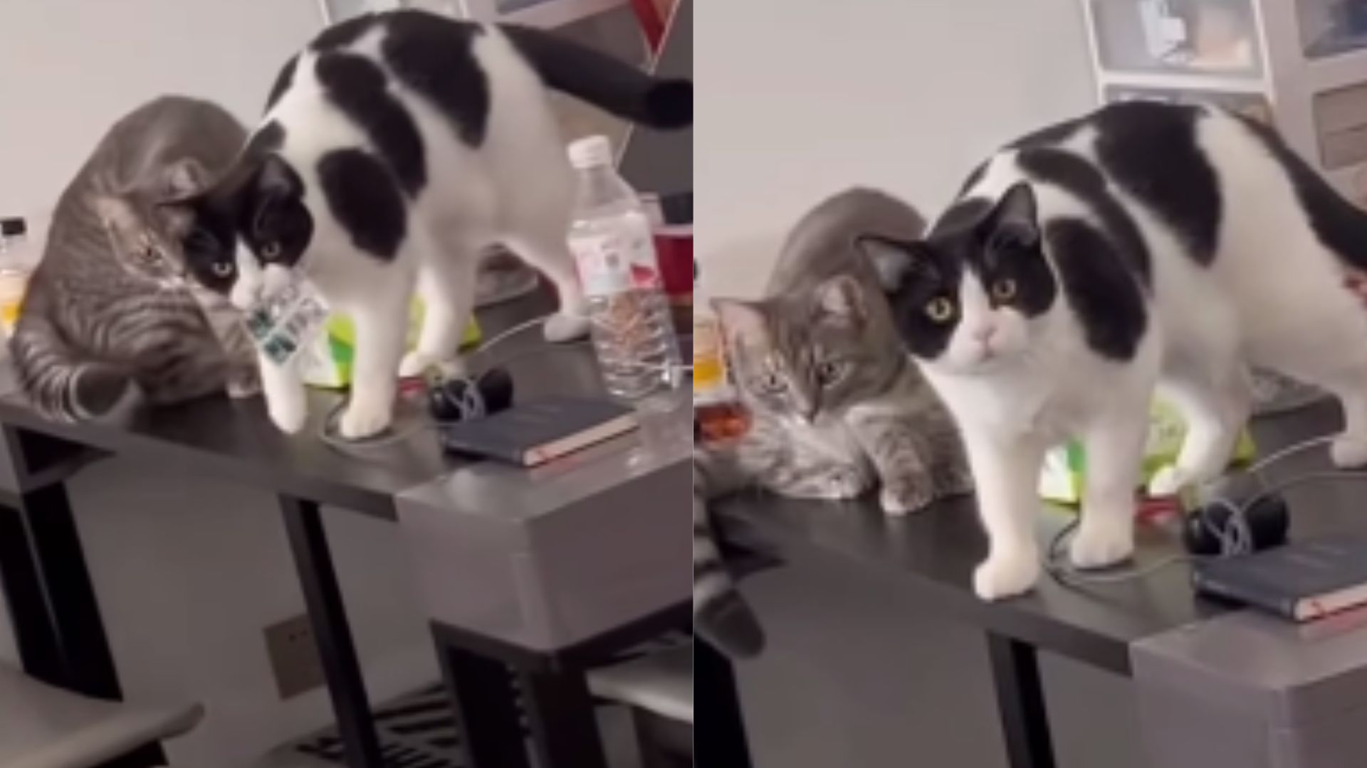 Pego no flagra! Gato sorrateiro tenta roubar remédio de tutora; assista Pego no flagra! Gato sorrateiro tenta roubar remédio de tutora; assista