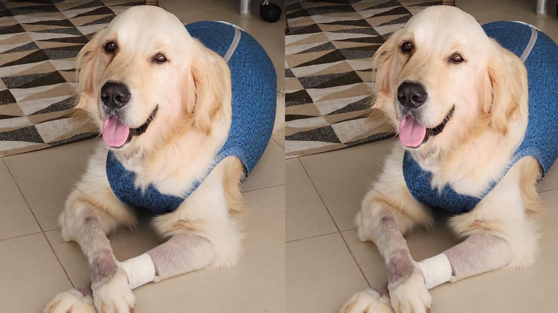 Golden retriever que foi baleado no Rio de Janeiro recebe alta; assista