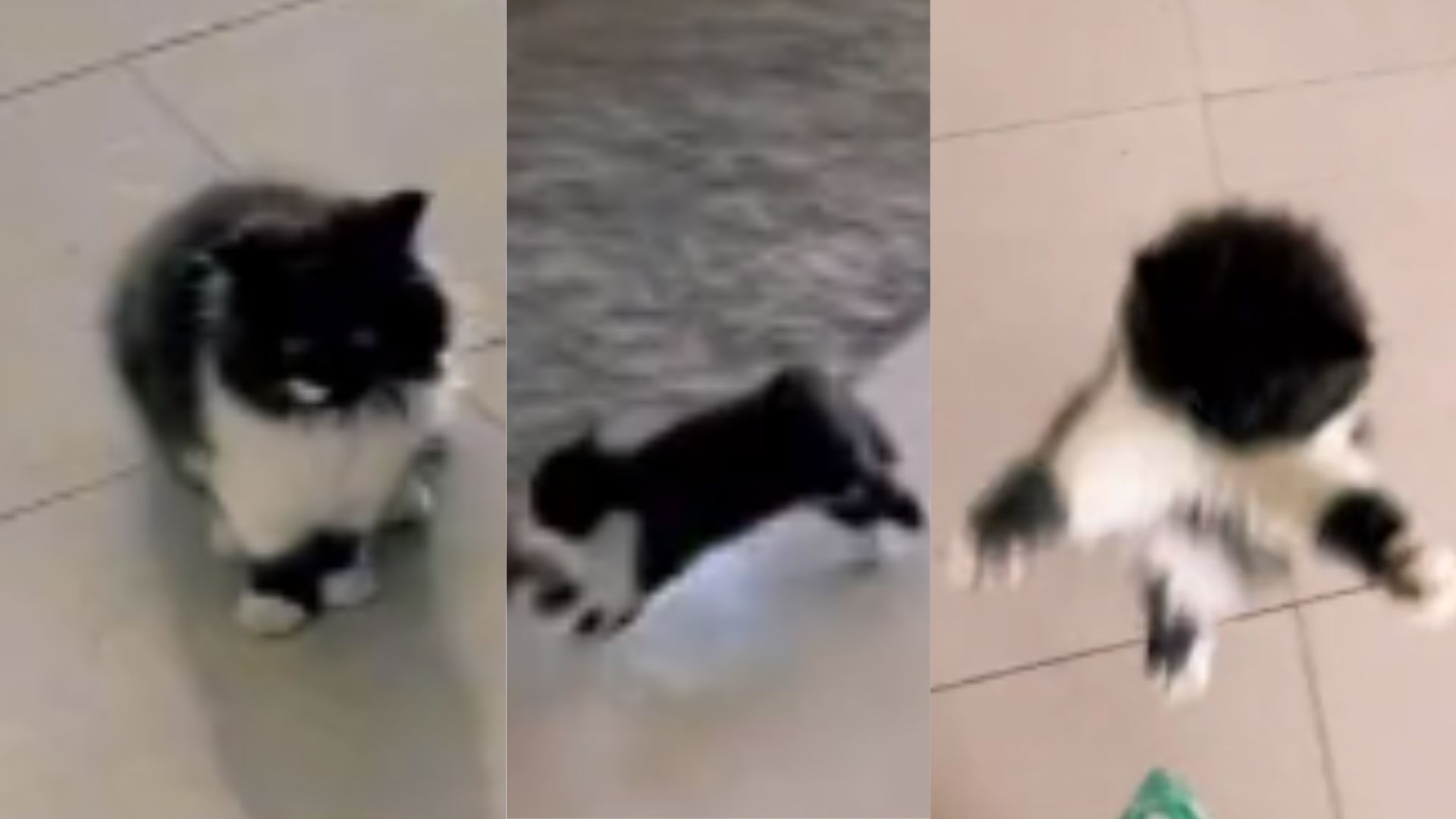 Gatinho tenta assustar tutora durante brincadeira de esconde-esconde ... Gatinho tenta assustar tutora durante brincadeira de esconde-esconde ...