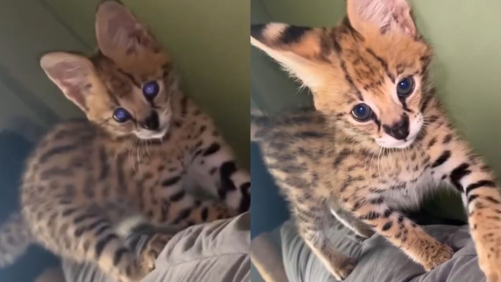 Rapper famoso mostra gato de estimação de raça avaliado em até R$ 120 ...