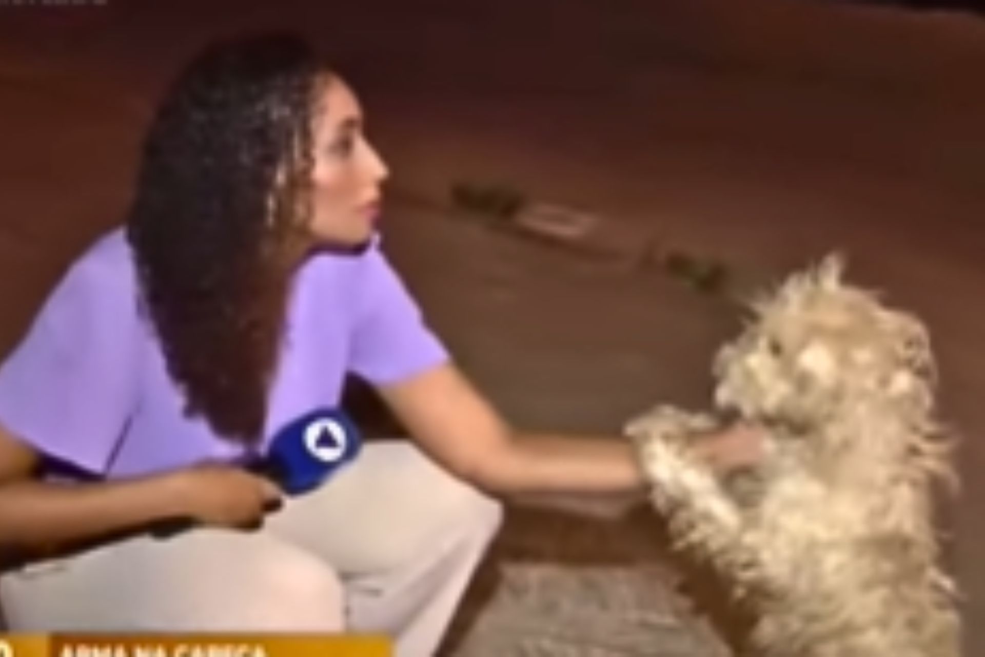 Cachorro "adota" jornalista durante reportagem e comove web; assista