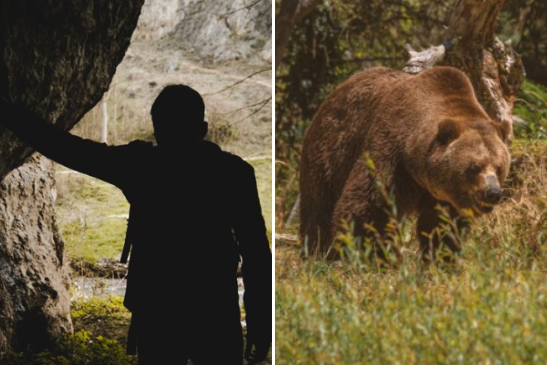 Sozinha na floresta com um homem ou urso? Questionamento revela ...