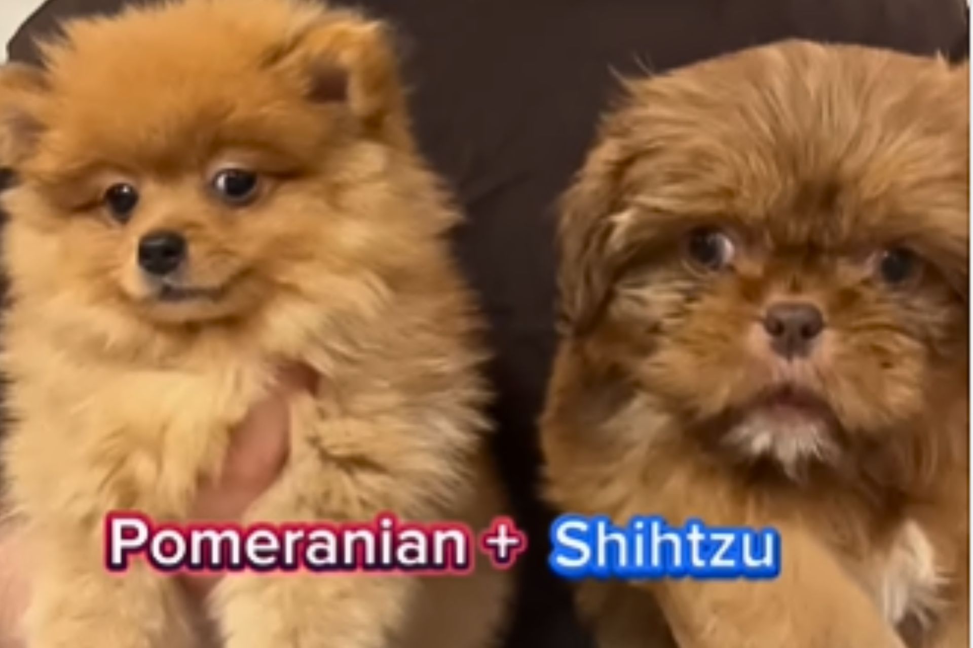 Filhotes de shih-tzu e lulu da pomerânia encantam internautas; assista