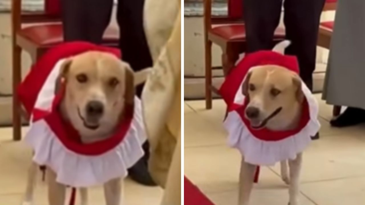 'Cãoroinha'! Cachorro participa de missa e viraliza nas redes sociais ...