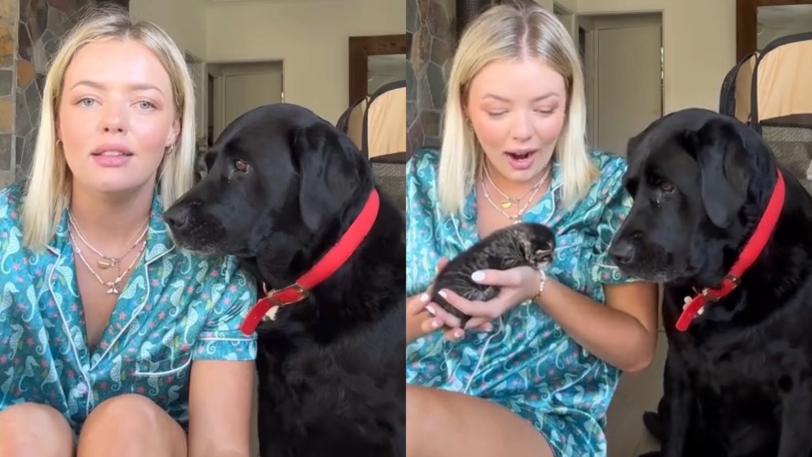 Cadela tem reação inesperada ao ver gato pela primeira vez; confira Cadela tem reação inesperada ao ver gato pela primeira vez; confira