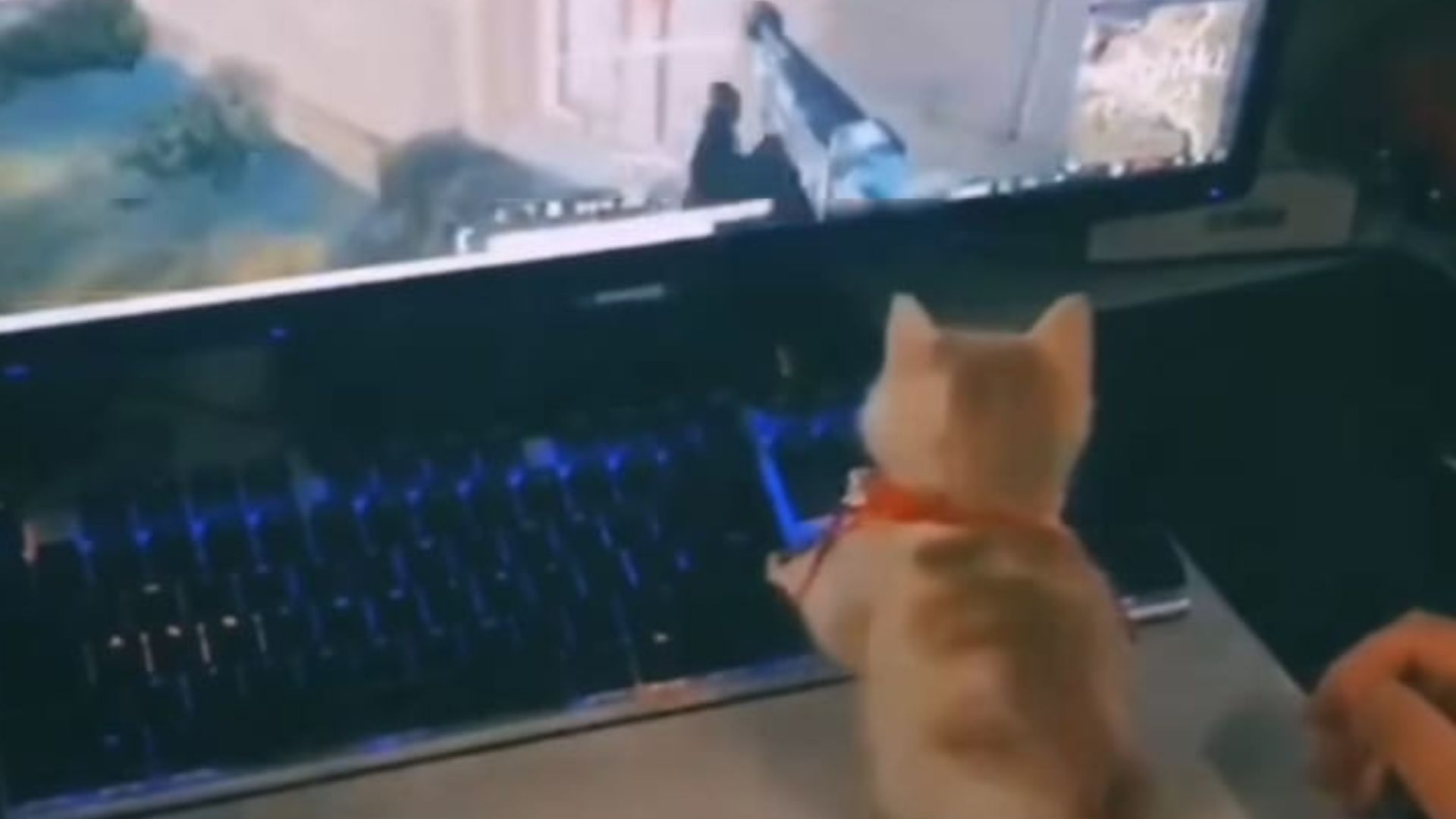 Gatinho gamer impressiona internautas com talento ; assista
