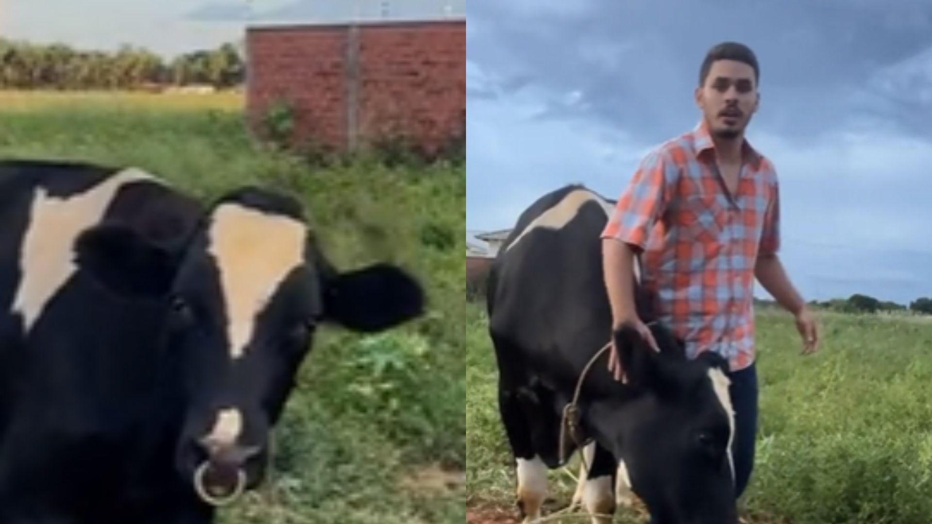 Boi adota comportamento de cachorro e viraliza na web; veja vídeo