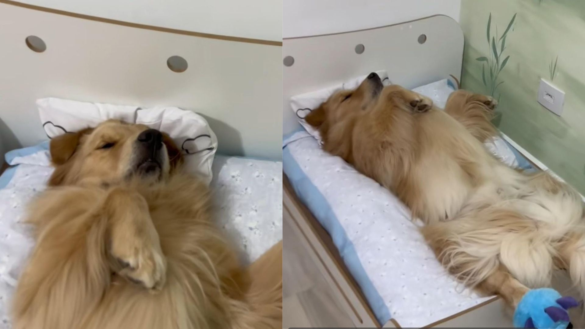 Doguinho dorme com pantufas em cama personalizada e impressiona ...