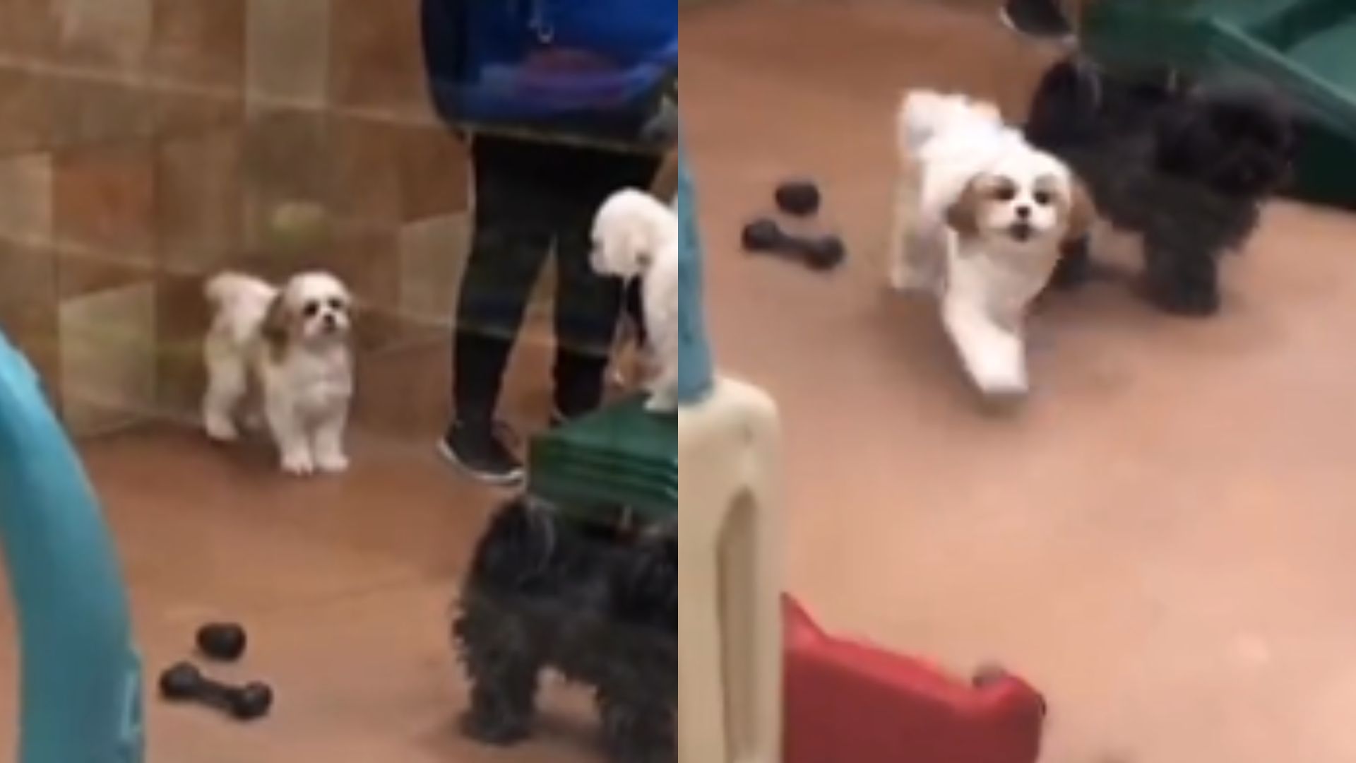 Doguinho em creche percebe que tutores chegaram e expressão do pet ...