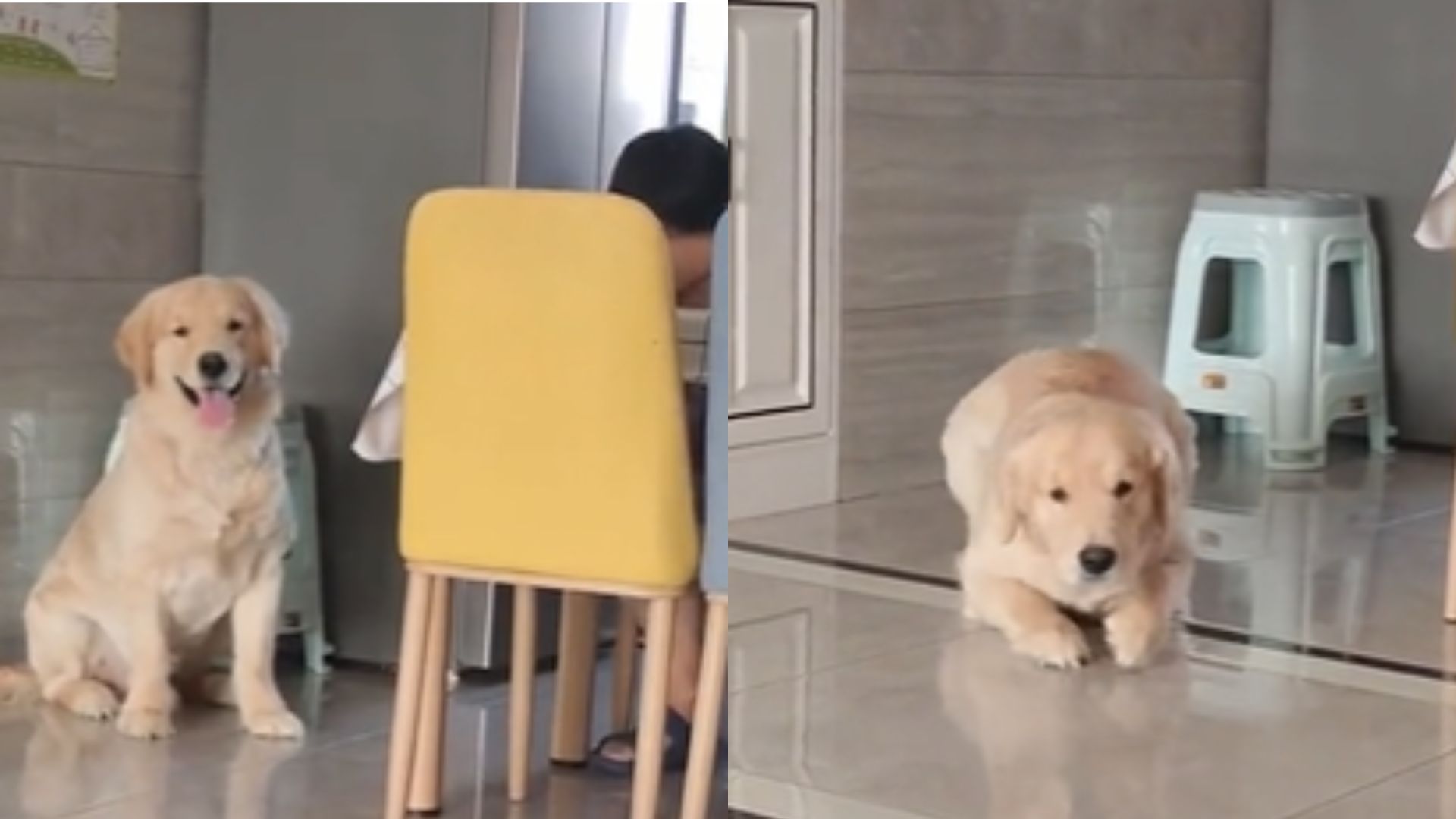 Missão Impossível: Doguinho dá uma de 'ninja' para comer lanche e ...