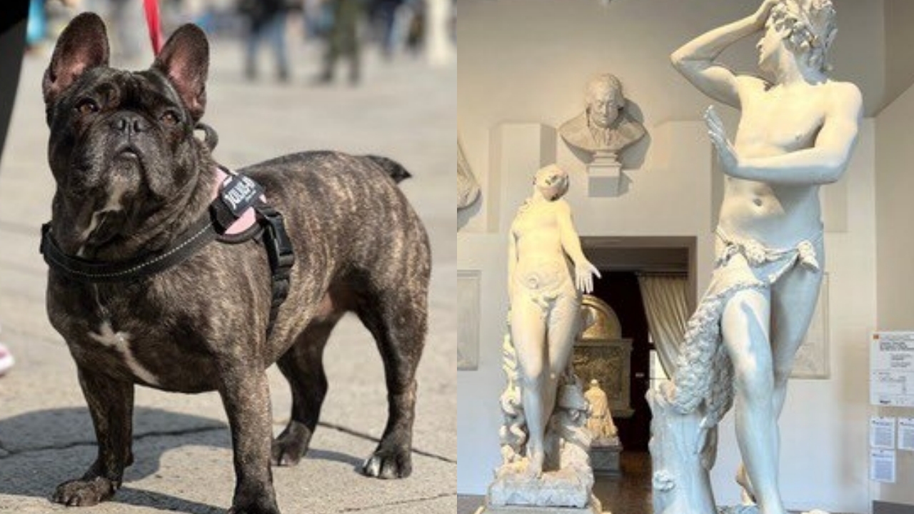 Pet Friendly! Museu passa a permitir que visitantes entrem com cães ...