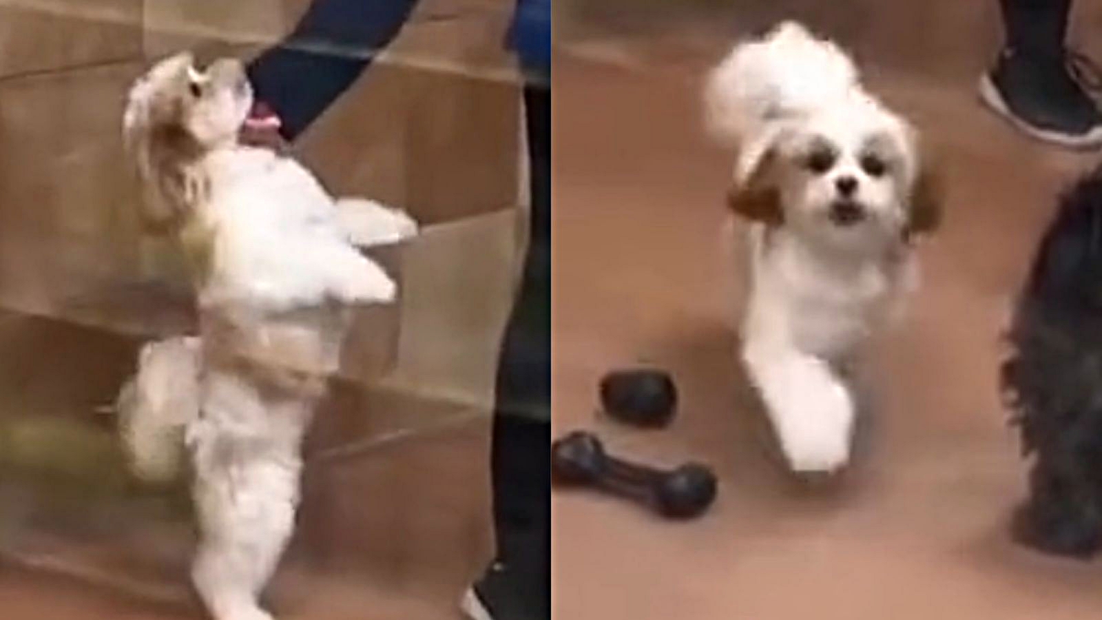 Cachorro tem reação inesperada ao ver tutora em creche; assista Cachorro tem reação inesperada ao ver tutora em creche; assista