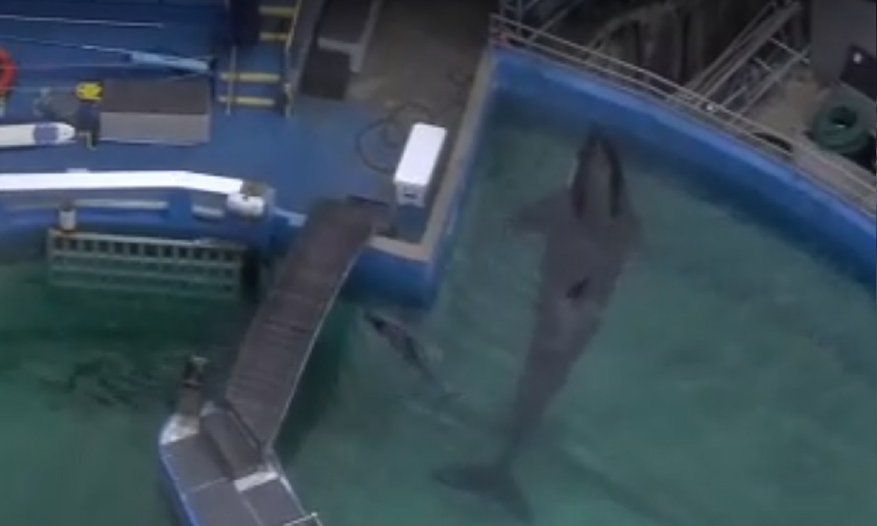 Após 52 anos em cativeiro, orca será libertada de aquário de Miami
