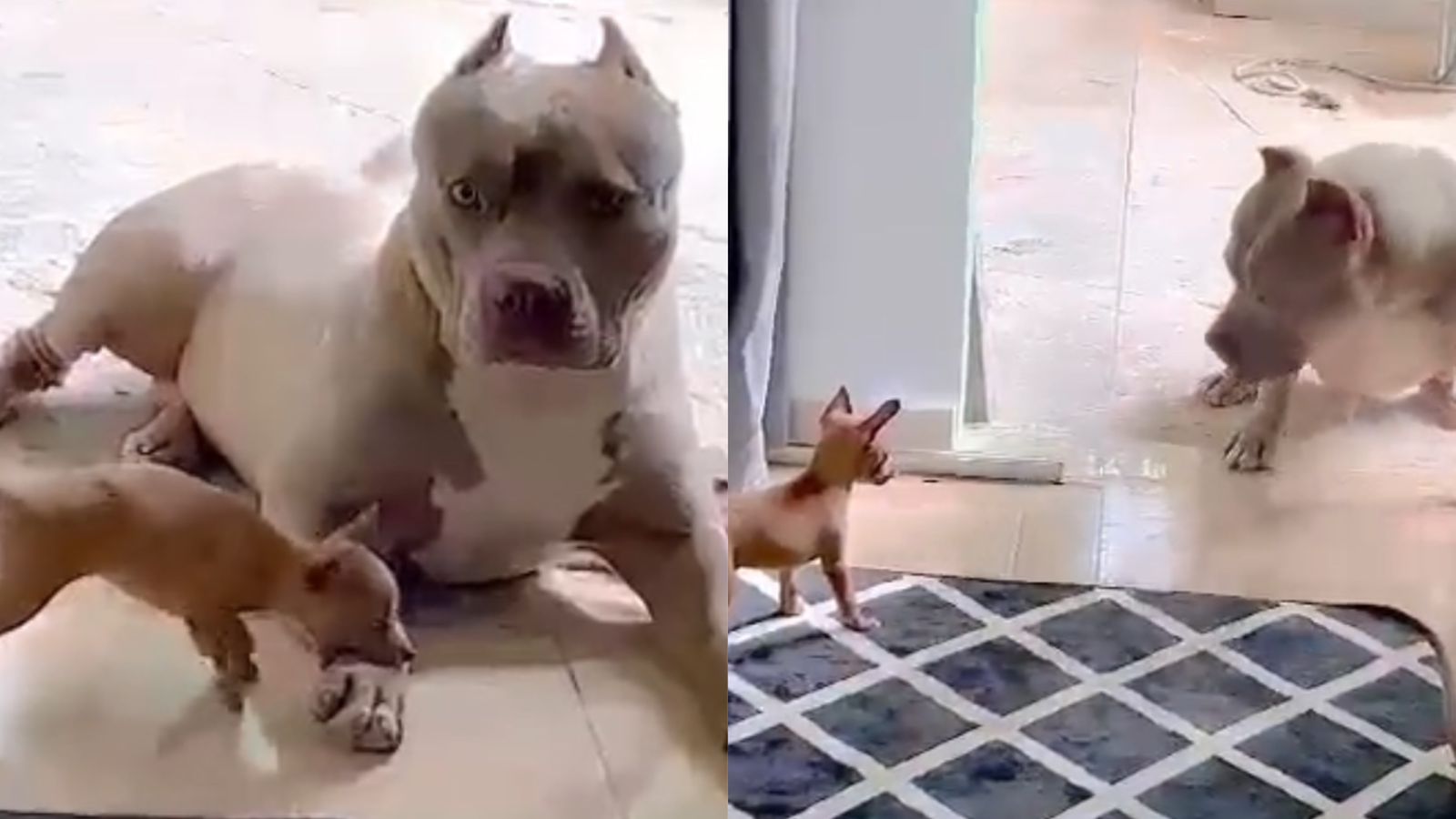 Pinscher Bravo Não Se Importa Com Tamanho E Enfrenta Pit Monster De Igual Para Igual Assista