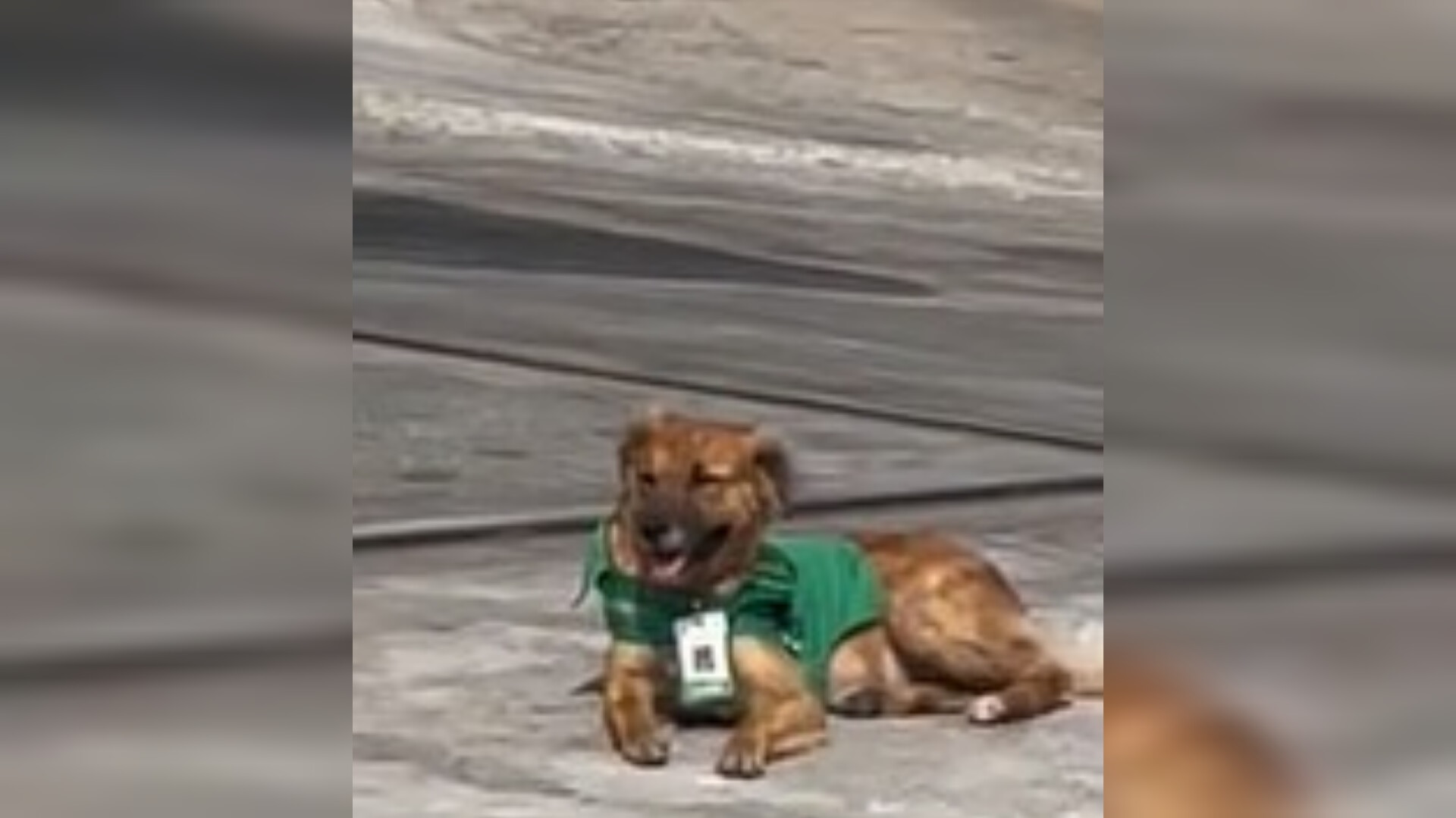 Crise econômica? Cachorro é flagrado trabalhando como "frentista" e ...
