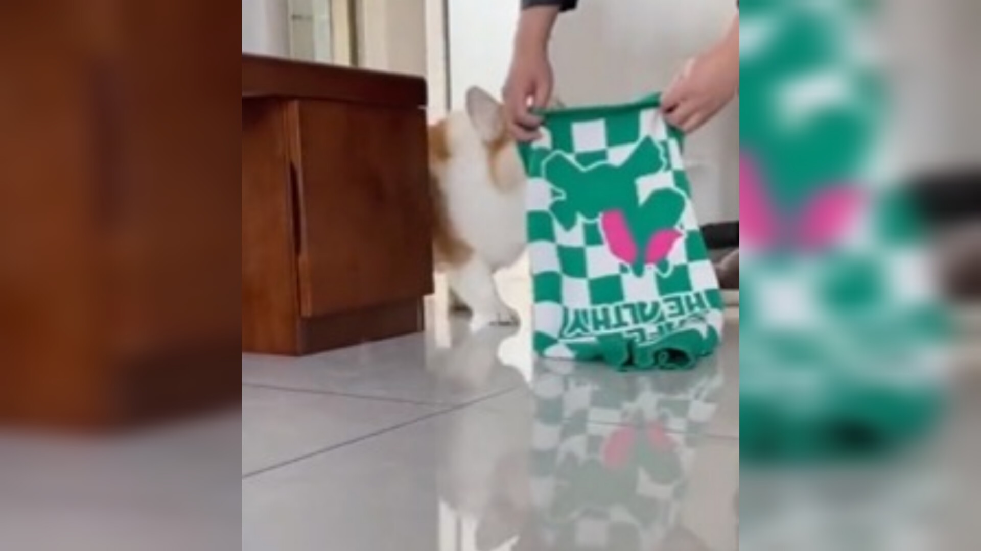 Independente, doguinho se veste sozinho e vídeo derrete o coração da ...