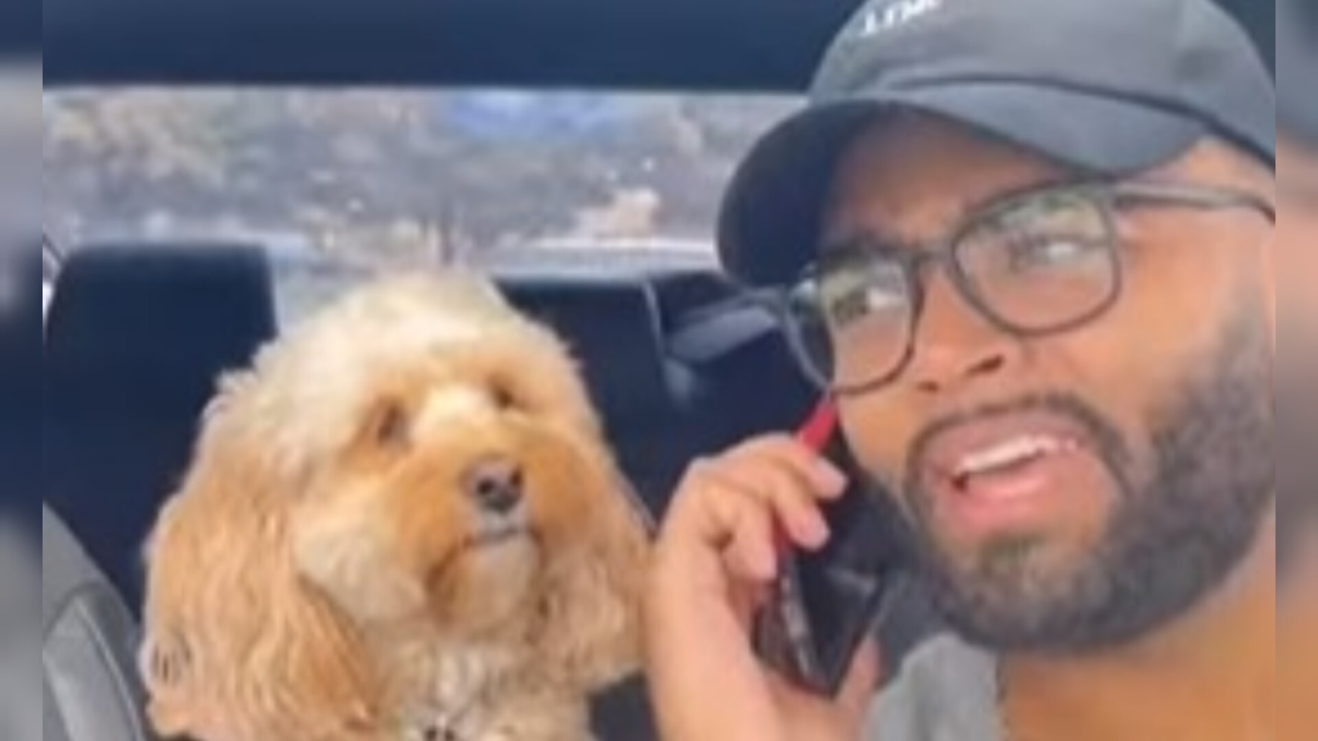 Tutor descobre segredo íntimo de cadelinha e reação do animal diverte ...