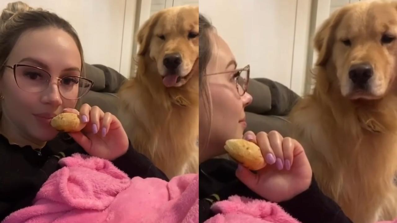 Cachorro tem rápida mudança de expressão ao tentar manter pose de durão ... Cachorro tem rápida mudança de expressão ao tentar manter pose de durão ...
