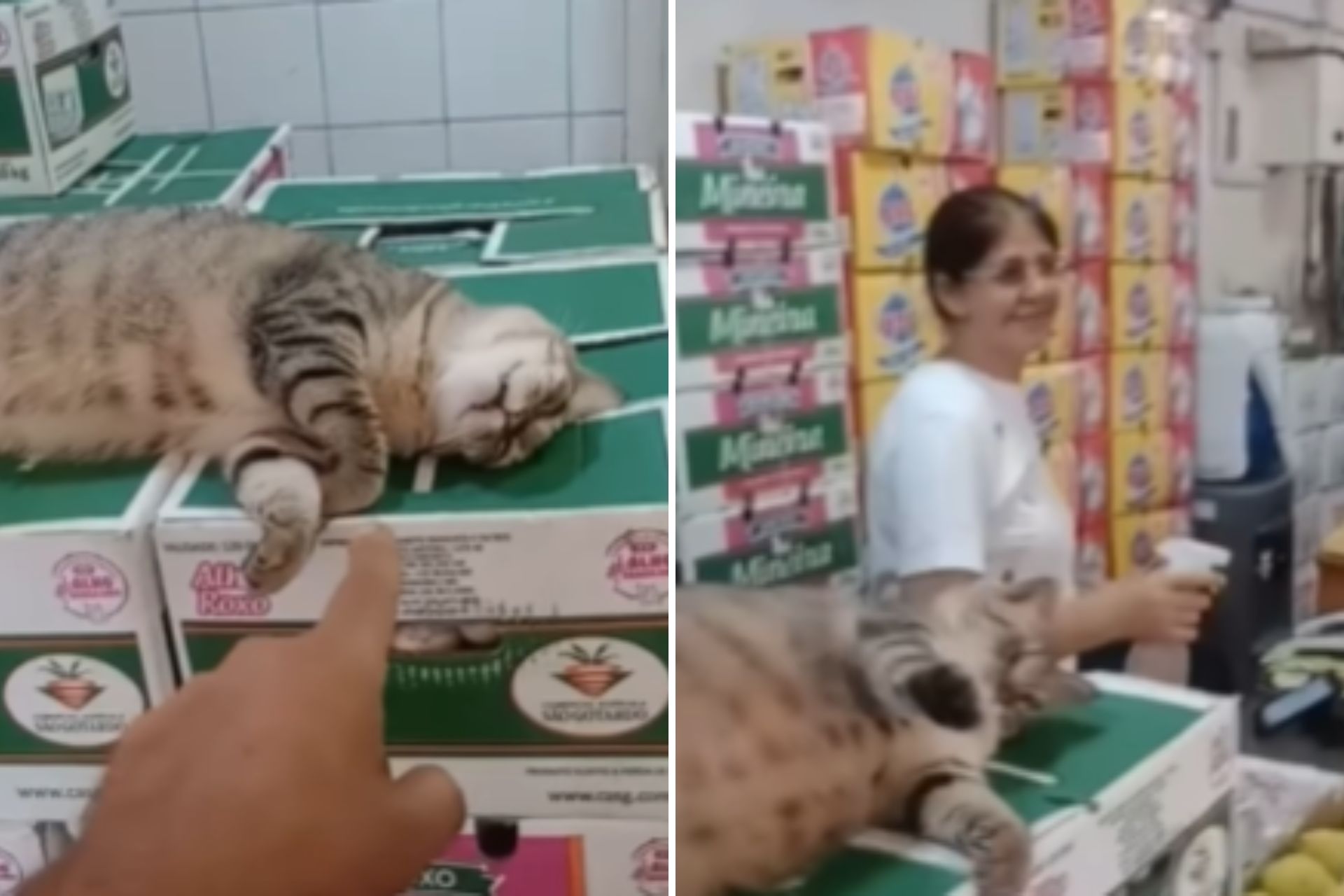 Tutora "arisca" e gatinha dorminhoca viram sucesso nas redes sociais ...