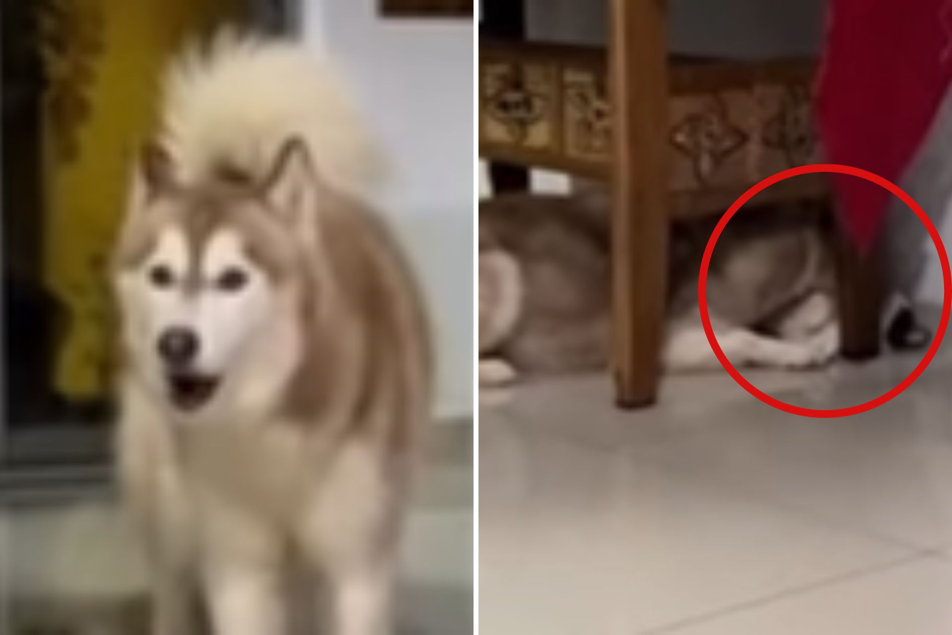 Linguagem de amor? Husky siberiano tenta "comer" cabeça de gato para ...