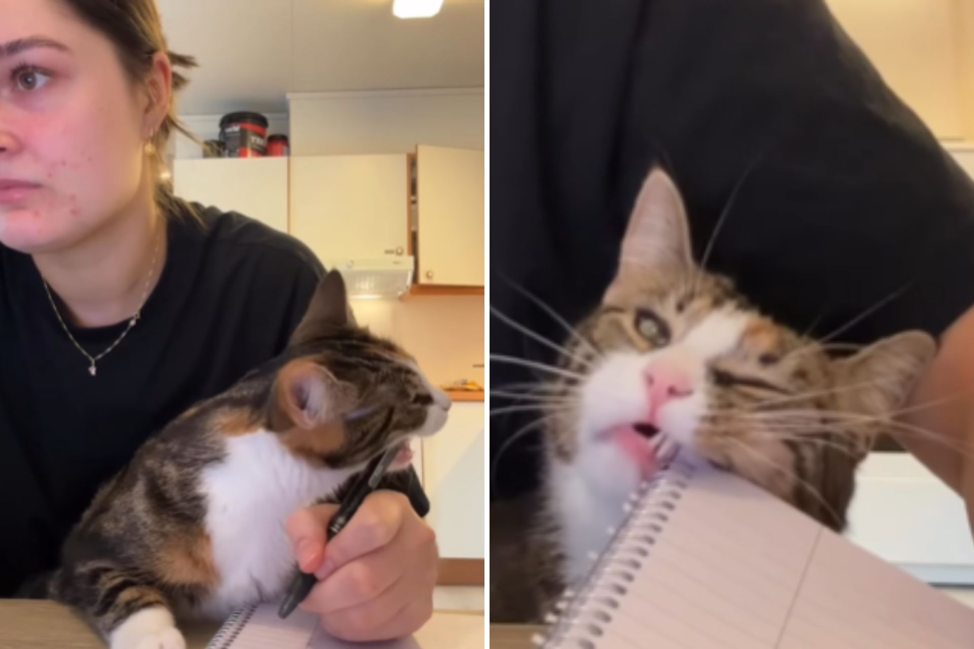 Vídeo: Tutora tenta estudar mas gatinho carente faz de tudo para ...