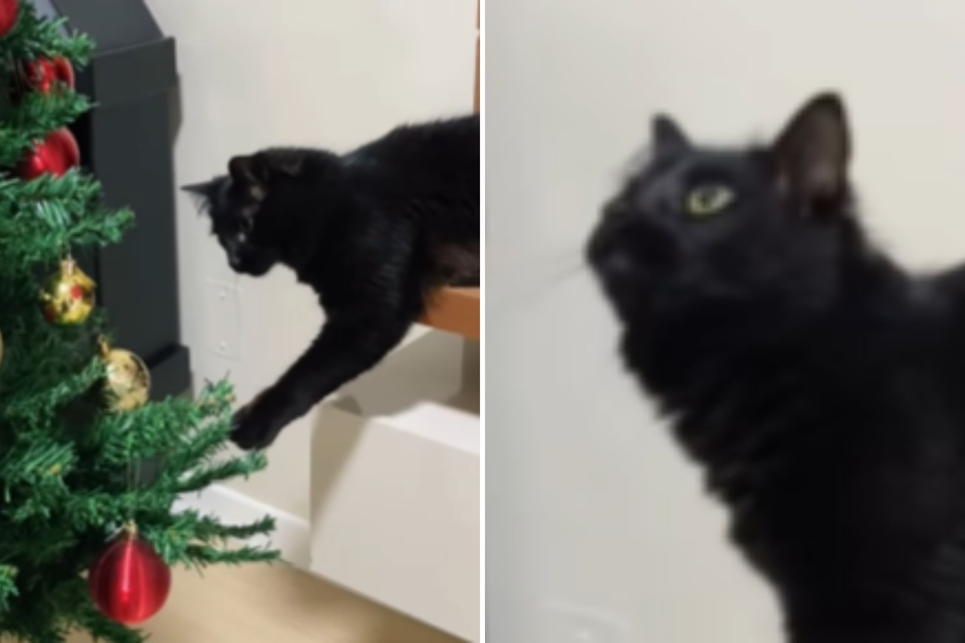 Gatinho tenta melhorar comportamento mas tutora monta árvore de natal e ... Gatinho tenta melhorar comportamento mas tutora monta árvore de natal e ...