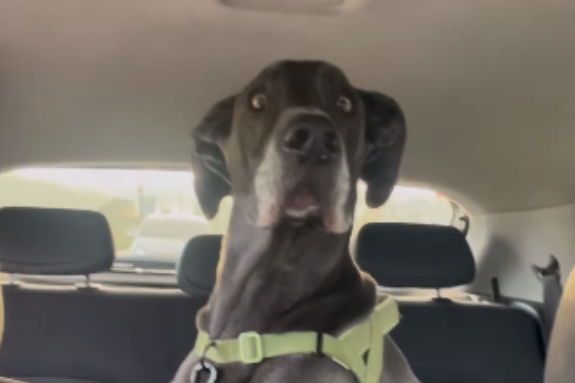 Gigante medroso! Dogue alemão fica aterrorizado por figura inusitada ...