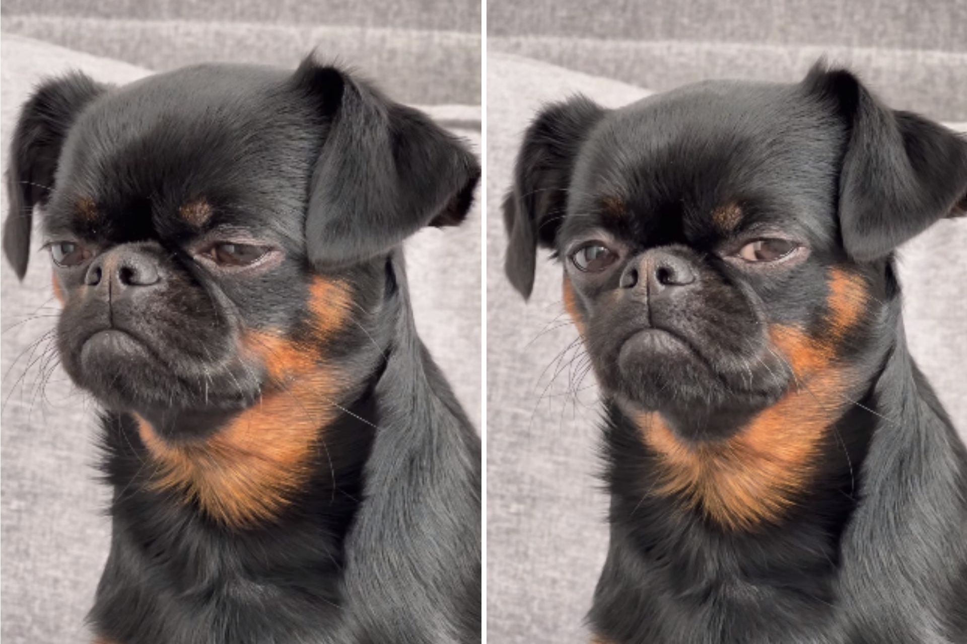 Vídeo: Expressão de cachorro diverte internautas e viraliza: ‘me julgando’