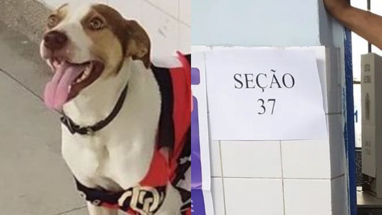 Título? Ele tem dois! Cachorro aparece para "votar" com camisa do ...