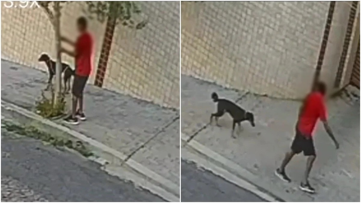 Pura Maldade Vídeo Mostra Homem Abandonando Cachorro Preso Em árvore