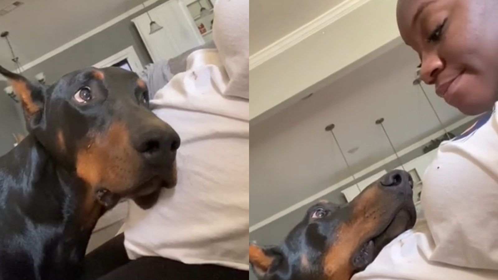 Cachorro reage ao sentir bebê chutar na barriga de tutora; assista