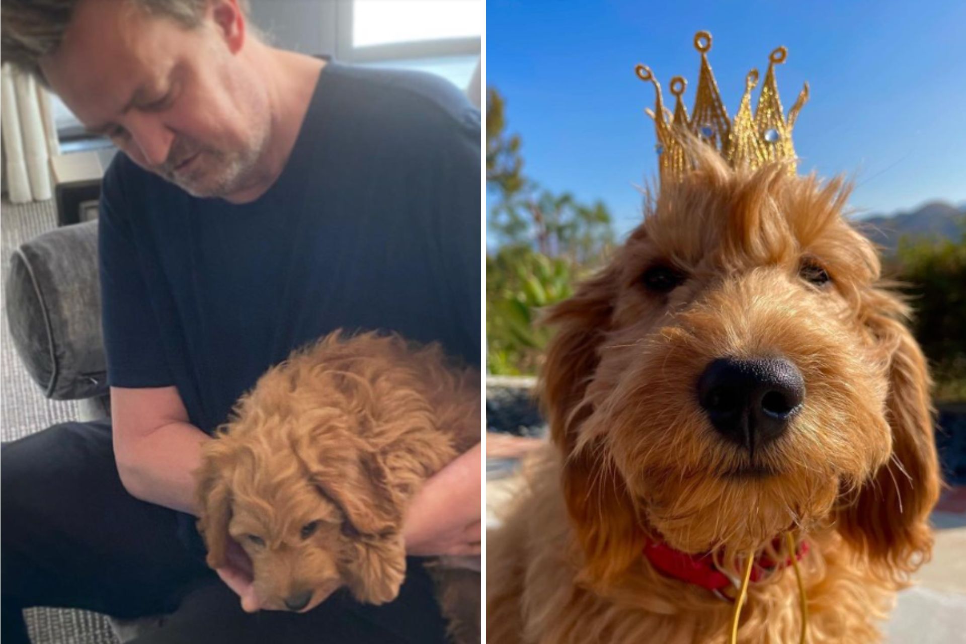 Atriz principal de 'Friends' toma atitude em relação ao cachorro de ...