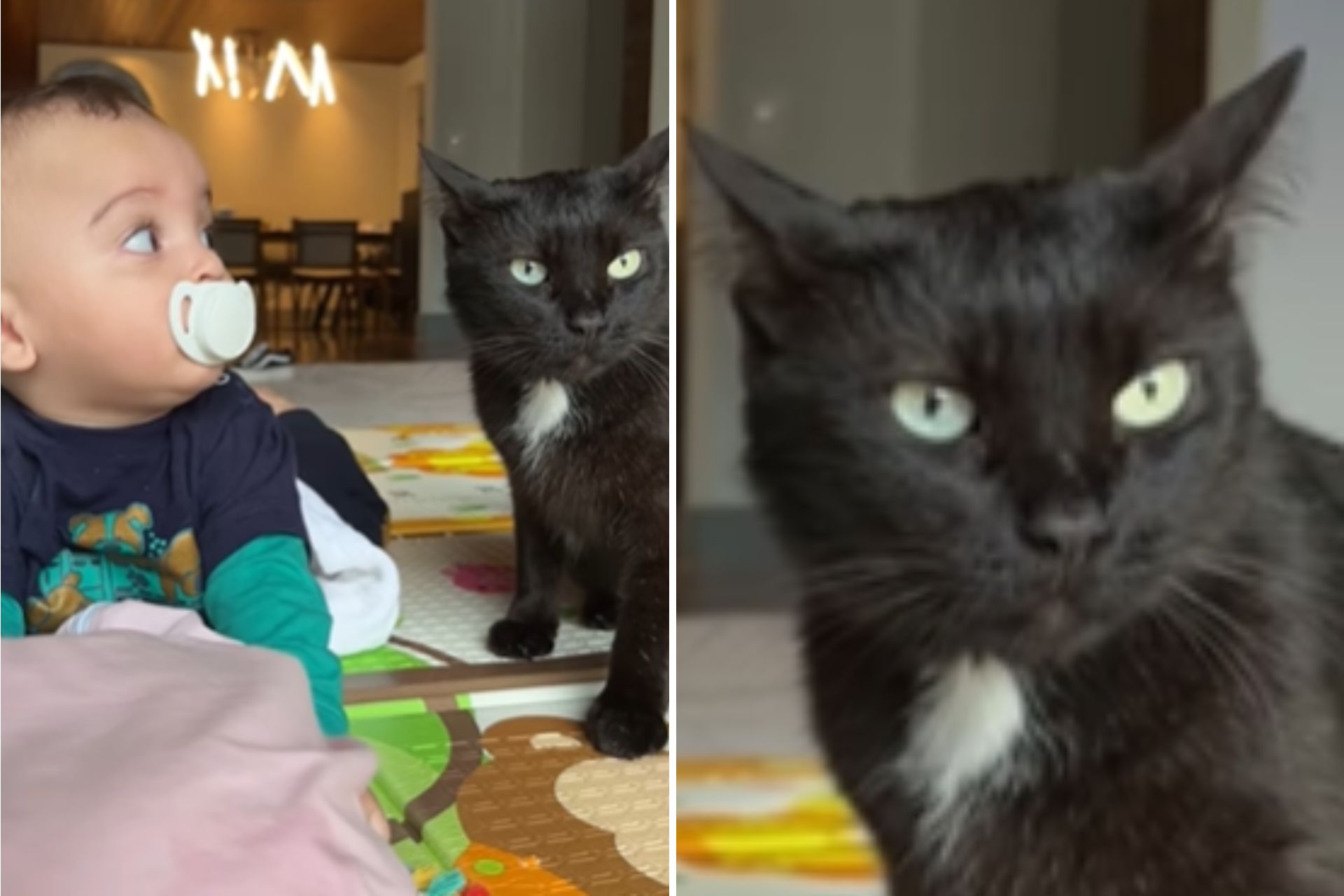 Gato interage com bebê de forma inusitada e viraliza; assista