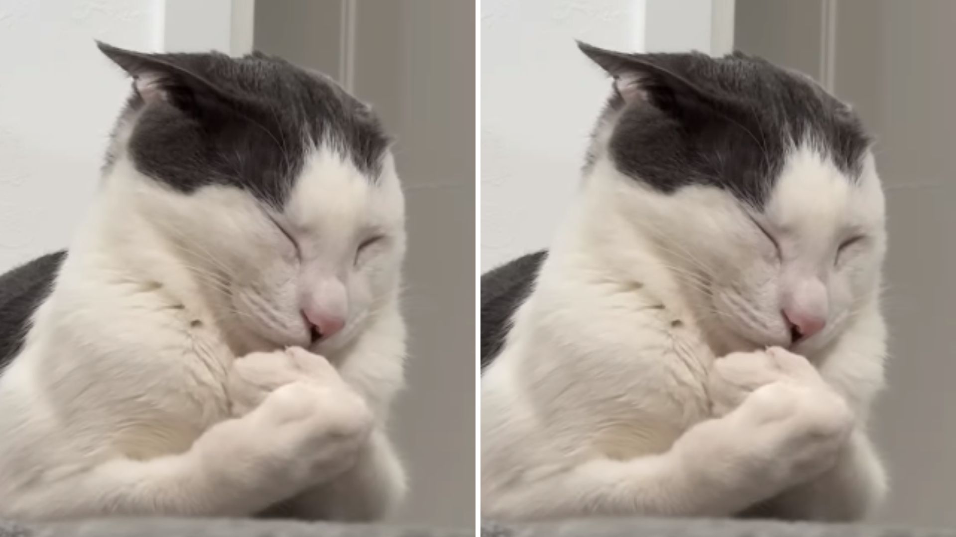 Gato vira meme com jeito inusitado de dormir; confira