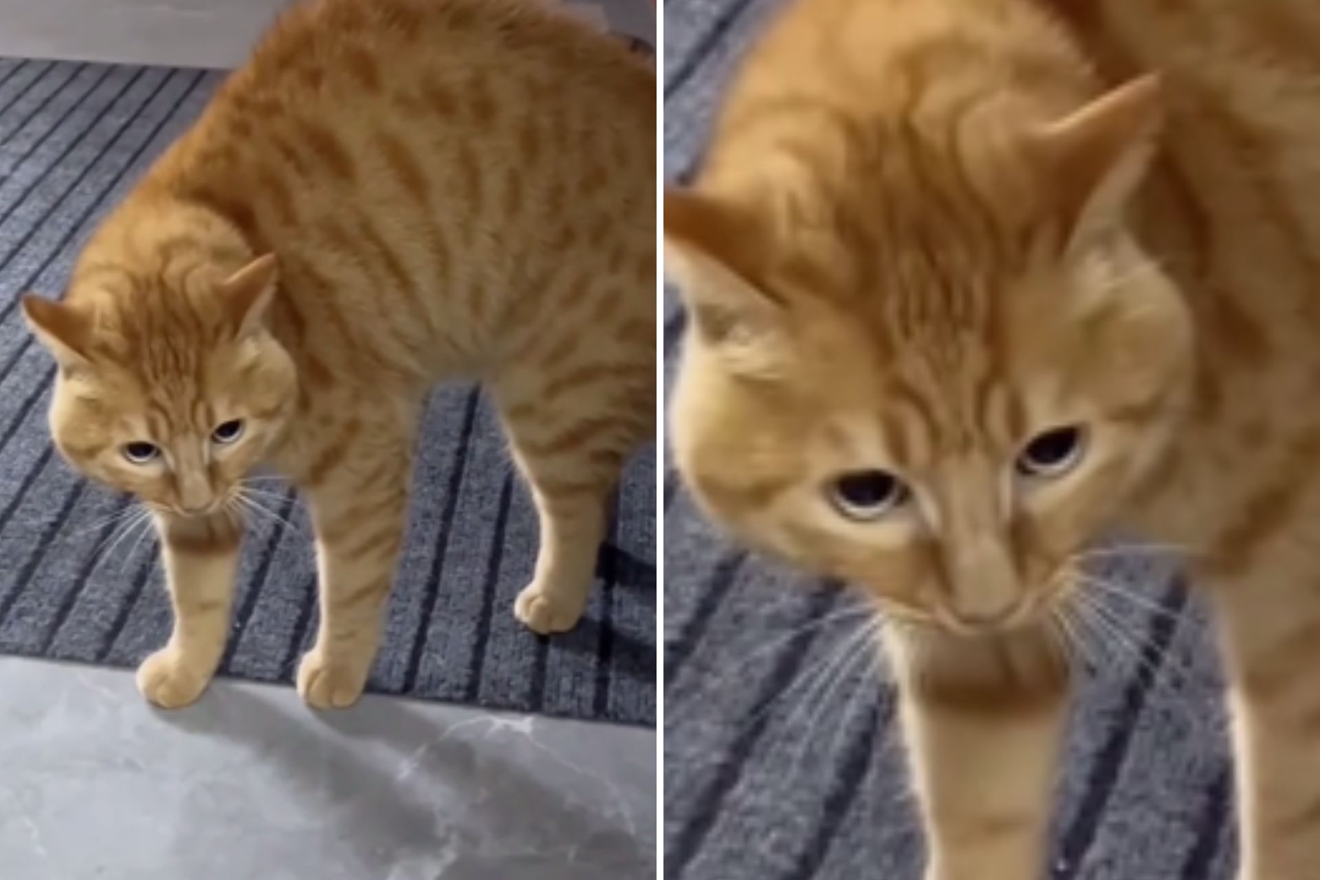 Miado inusitado de gato surpreende internautas: ‘lançando feitiço’; assista