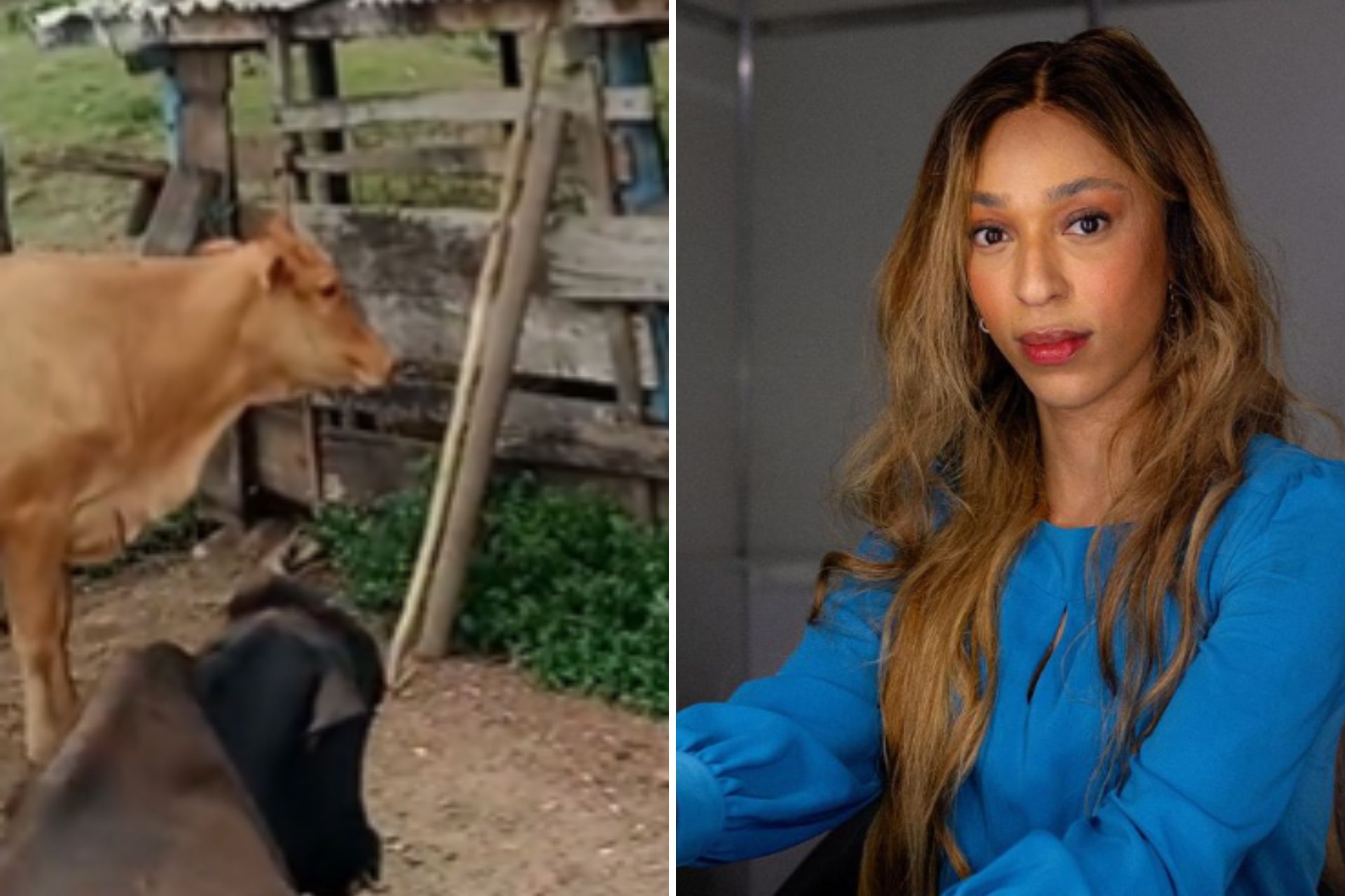 Não tolerarei! Tutor dá sermão em vaca com fala icônica de Erika Hilton ...