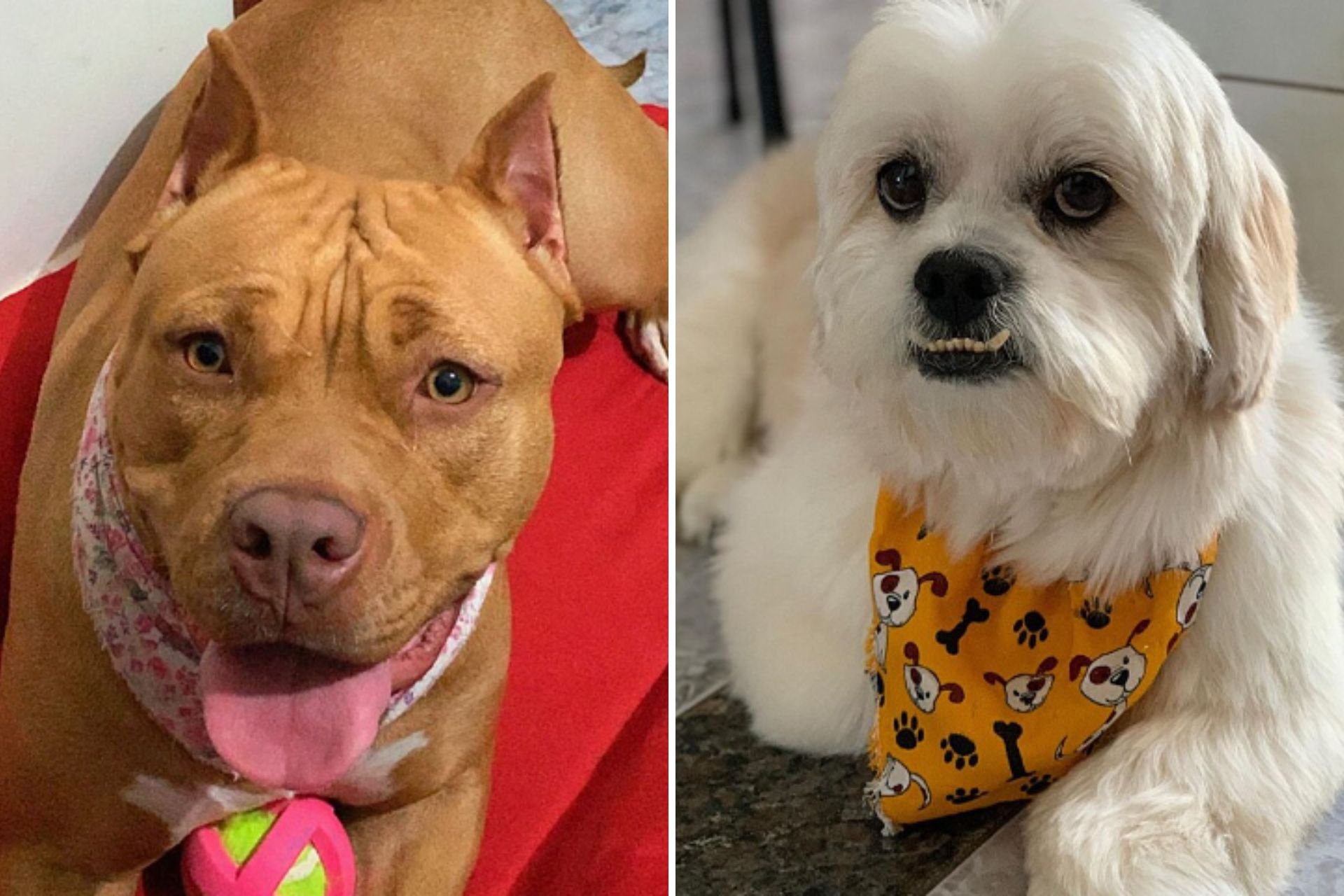 Resultado de cruzamento entre pit monster e lhasa apso surpreende ...