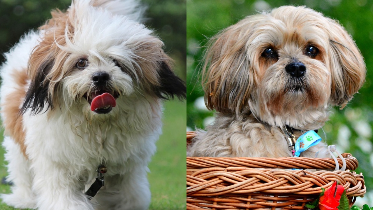 Raças semelhantes: Saiba como diferenciar cão shih-tzu do lhasa apso