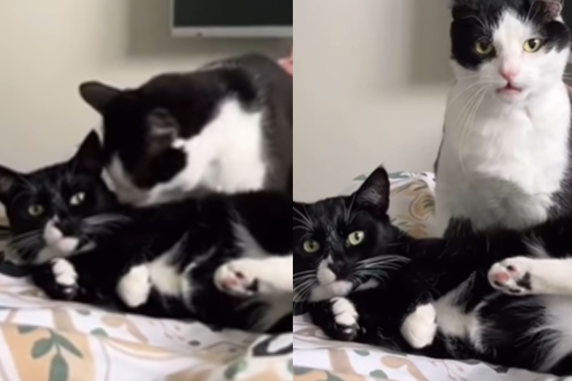 Existe gato gay? Tutora revela segredinho de animais e reação viraliza ...