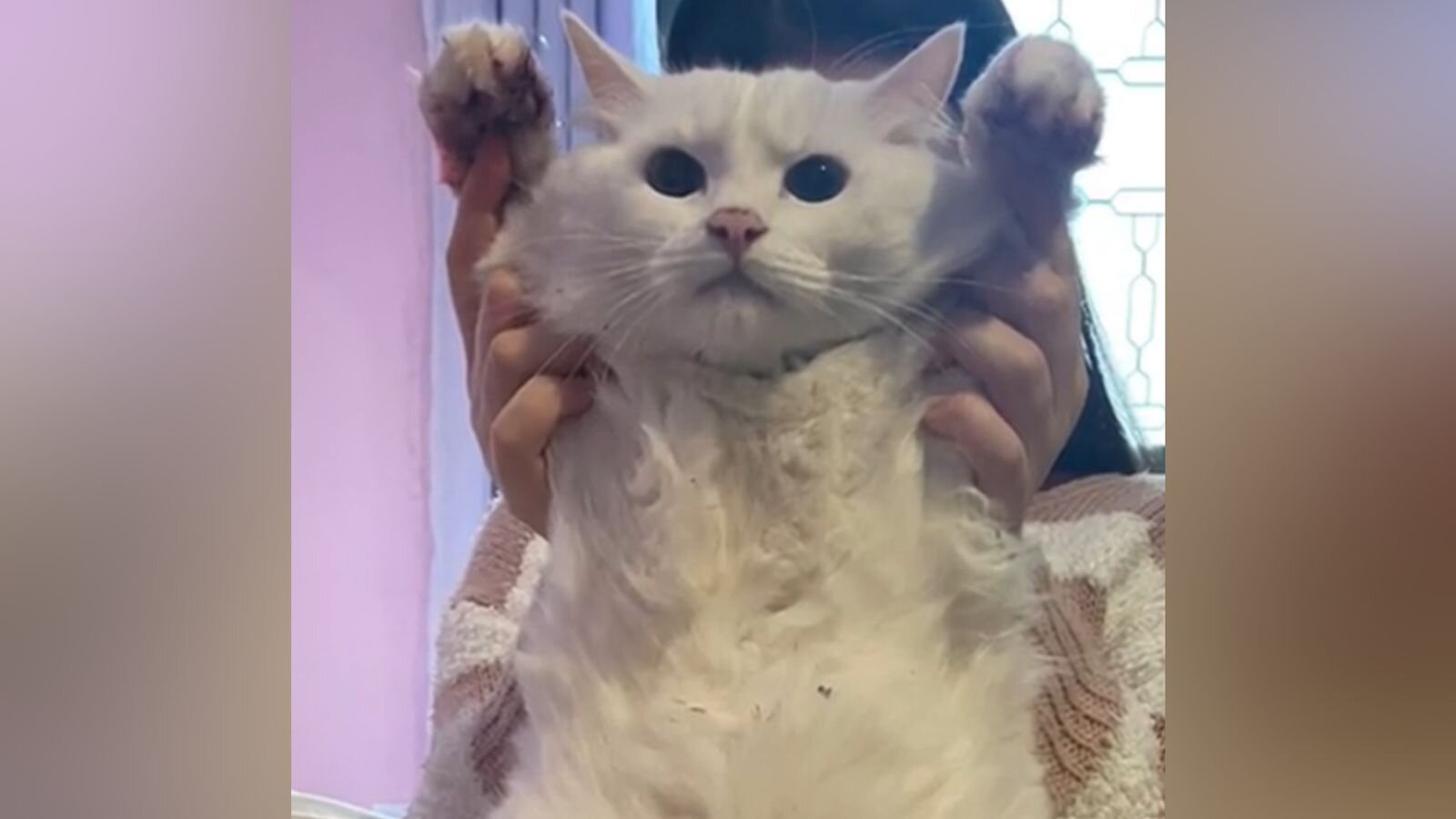 Gata resolve mudar pintura de casa e dá prejuízo à tutora; assista