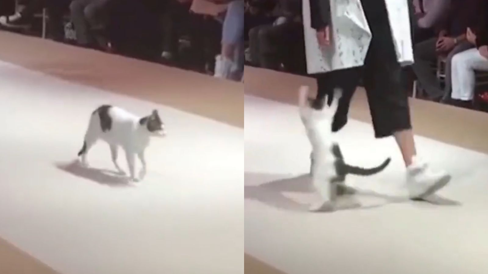 Catwalk? Gato modelo invade passarela e rouba cena em desfile de moda ...