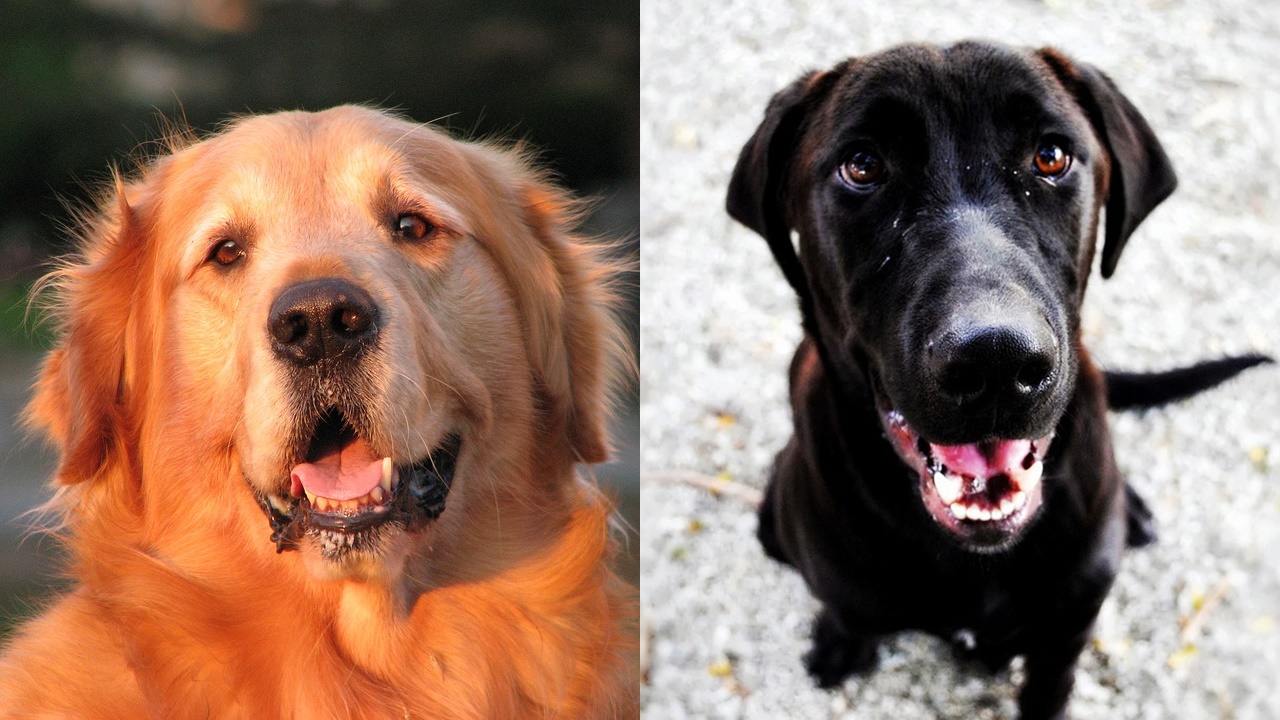 Cruzamento entre golden retriever e vira-lata chama atenção na web ...