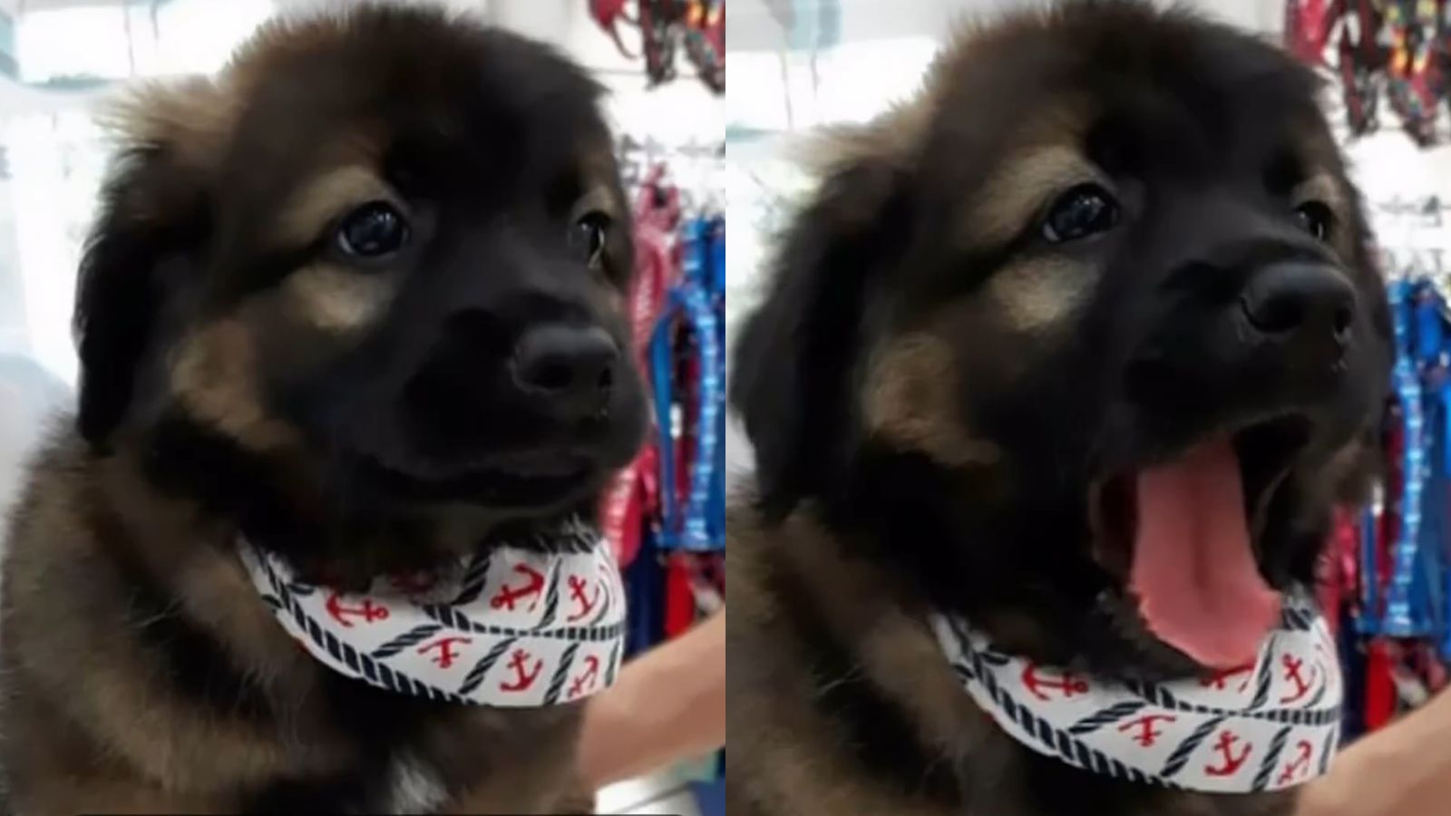 Família adota filhote de cachorro acreditando ser pastor alemão e se ...