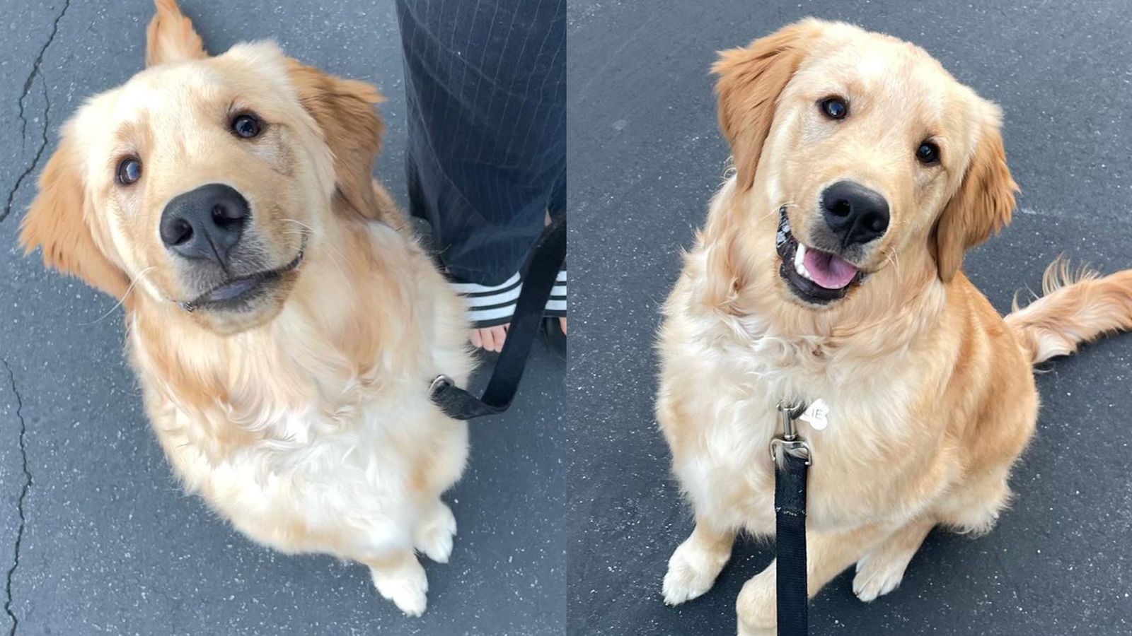 Cachorro fotogênico mostra que leva jeito para a fama; assista
