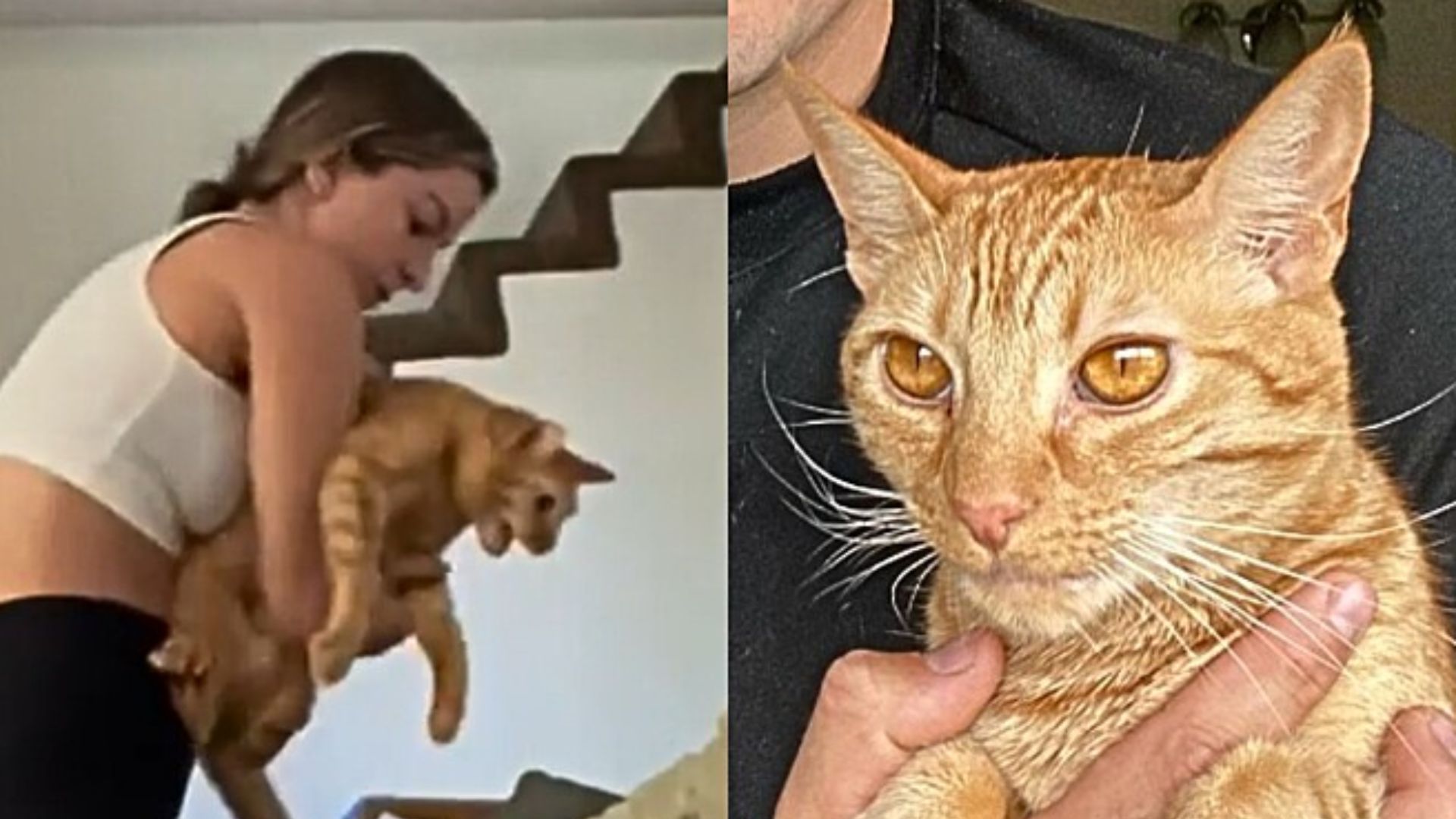 Gata mimada faz escândalo para não ir ao veterinário e viraliza; assista Gata mimada faz escândalo para não ir ao veterinário e viraliza; assista